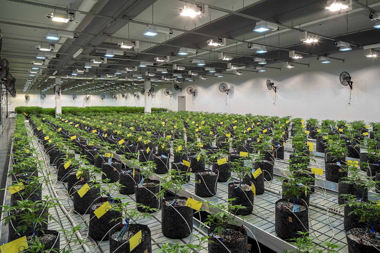 Oregon Cannabis Cultivation | M A N I F O L D Design and Development